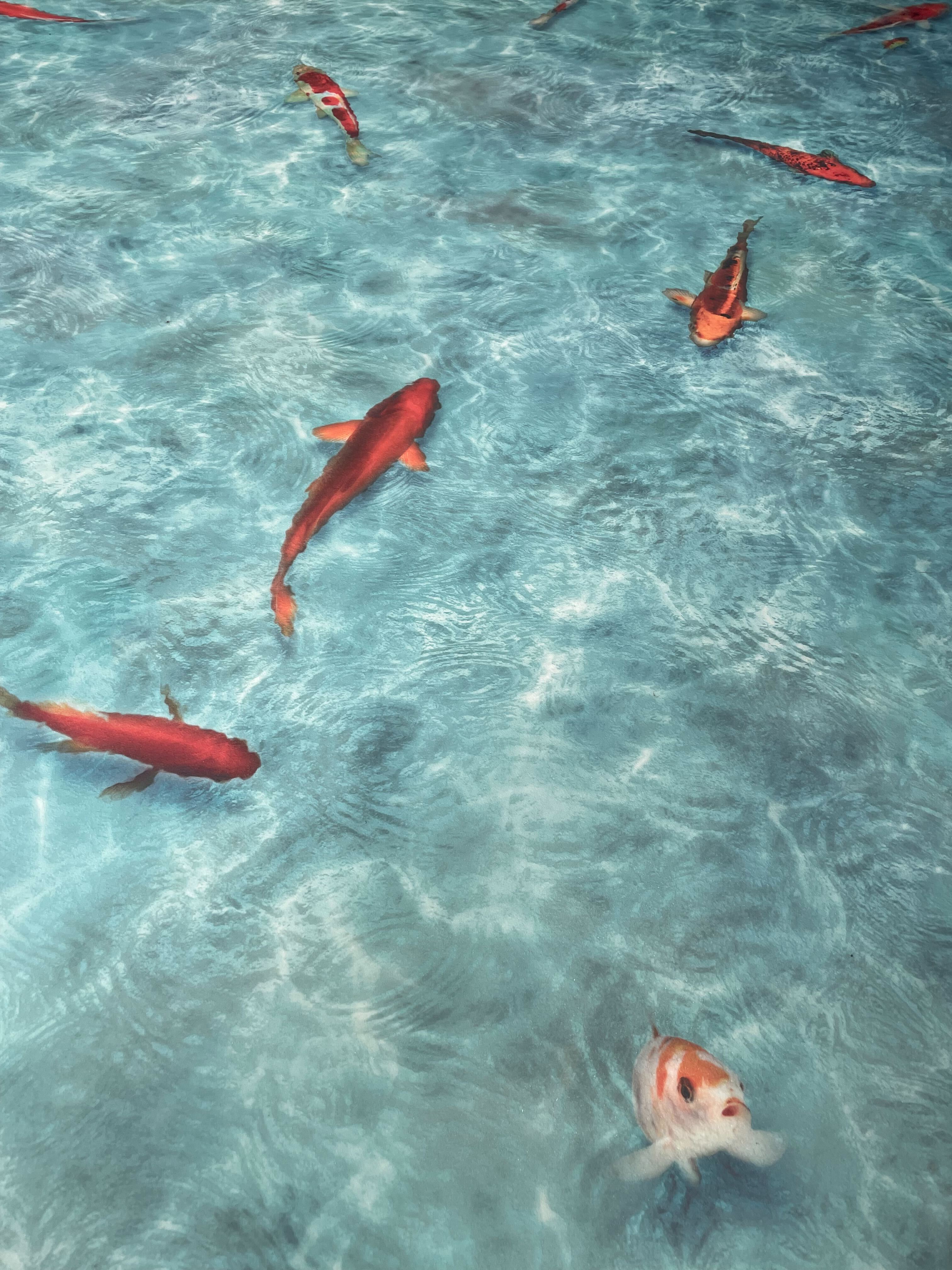 Koi Carp Fish Vinyl | SPECIAL OFFER